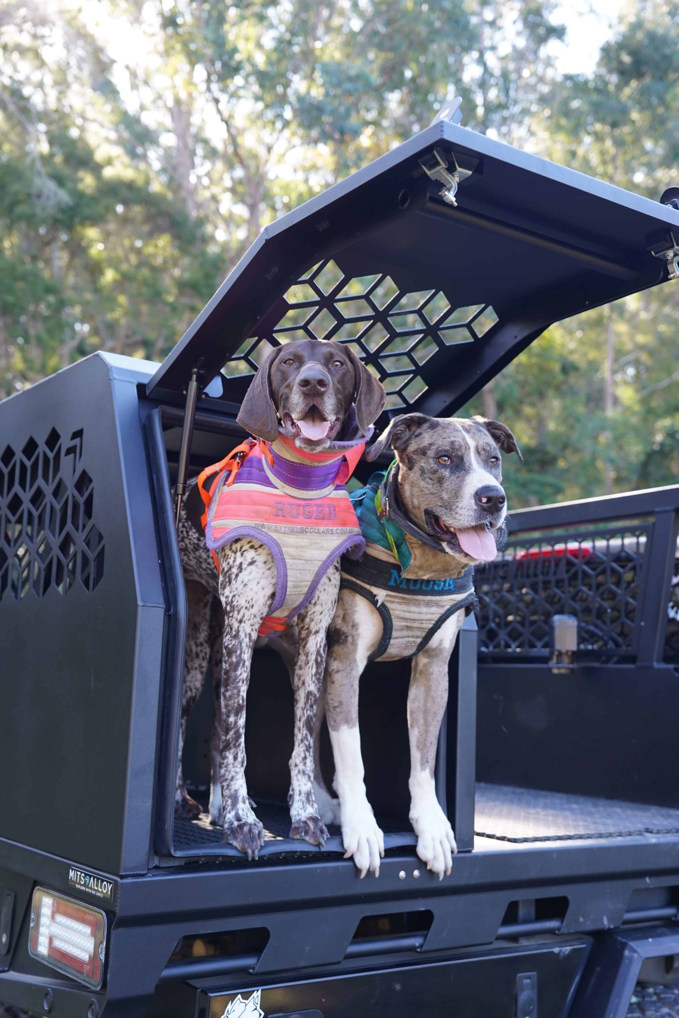 Dog Box - MITS Alloy